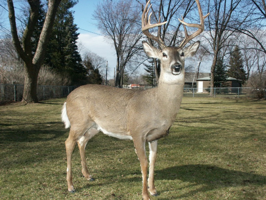 Robo Animal – Animal Talent