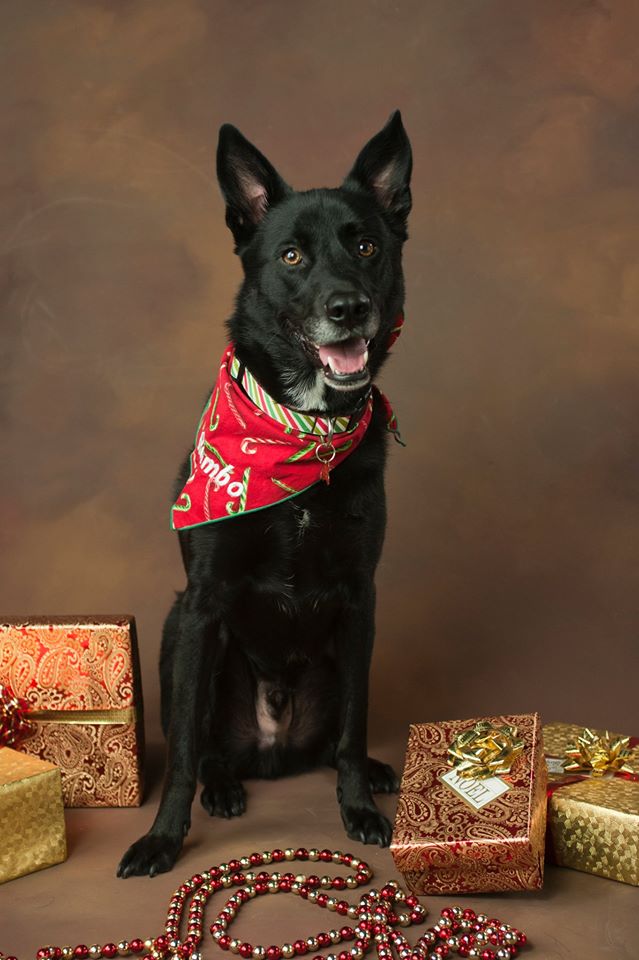 Rambo – Animal Talent