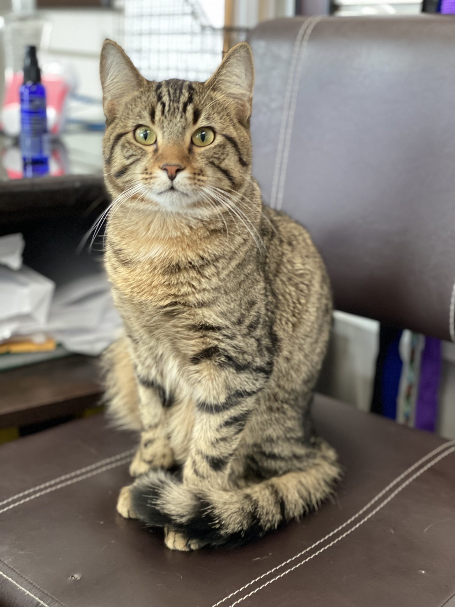 Flash – Animal Talent