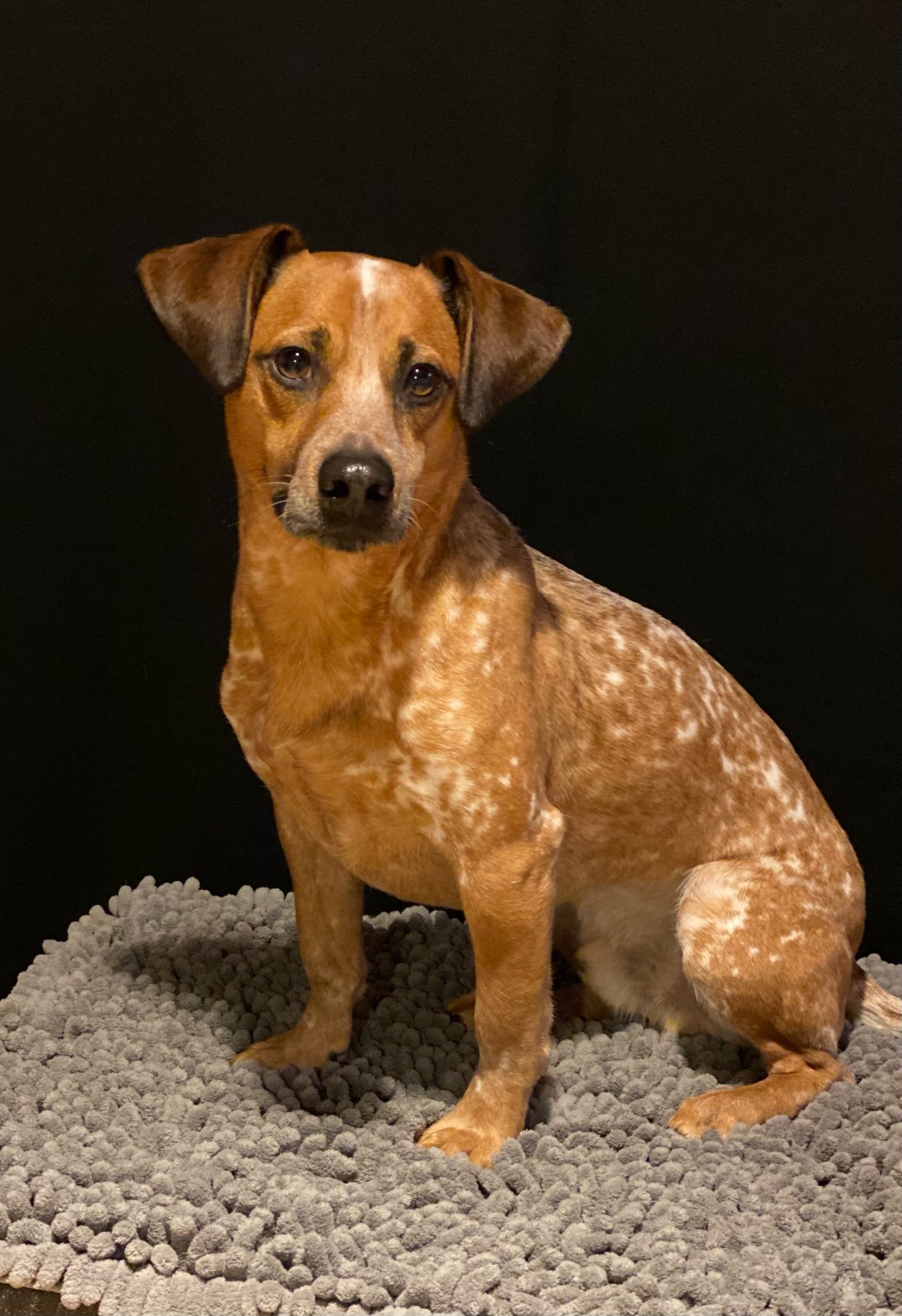 Howie – Animal Talent